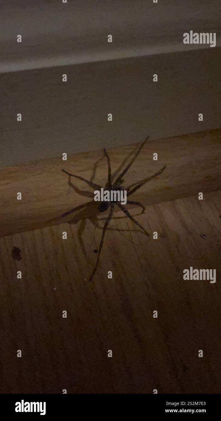 Wolf Spiders and Allies (Lycosoidea Stock Photo - Alamy