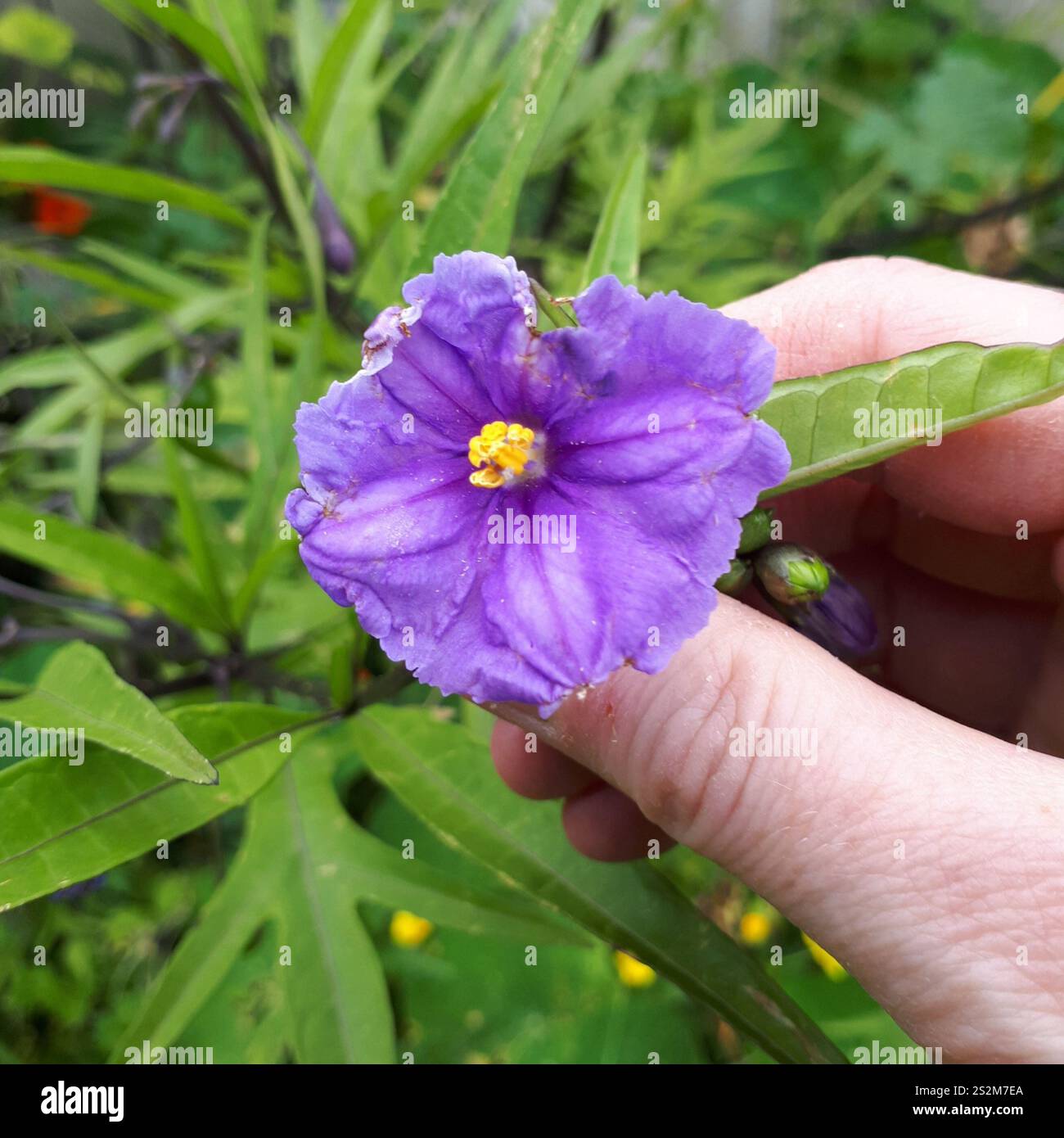 kangaroo-apple (Solanum laciniatum Stock Photo - Alamy