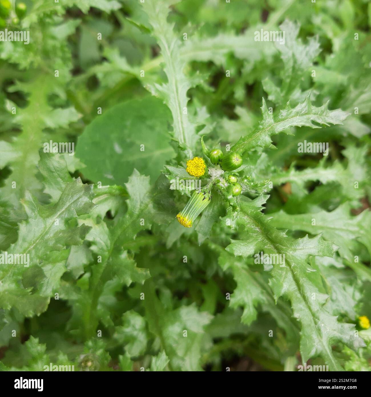 common groundsel (Senecio vulgaris Stock Photo - Alamy