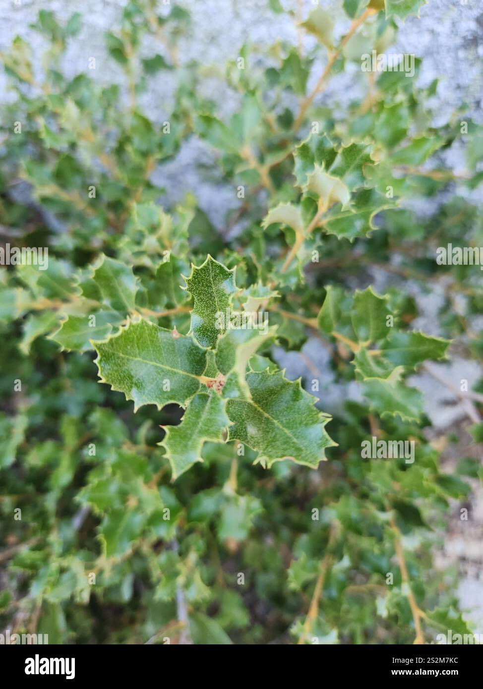canyon live oak (Quercus chrysolepis Stock Photo - Alamy