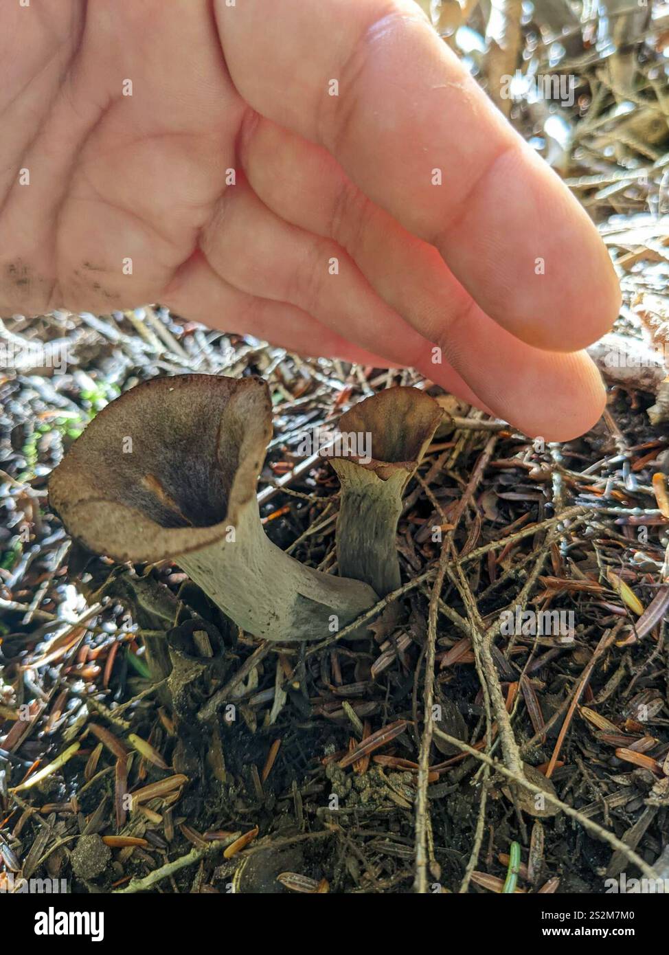 Eastern Black Trumpet (Craterellus fallax Stock Photo - Alamy