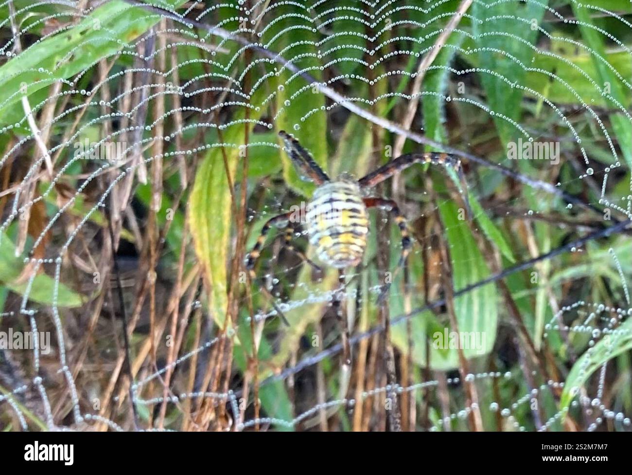 Banded Garden Spider (Argiope trifasciata Stock Photo - Alamy