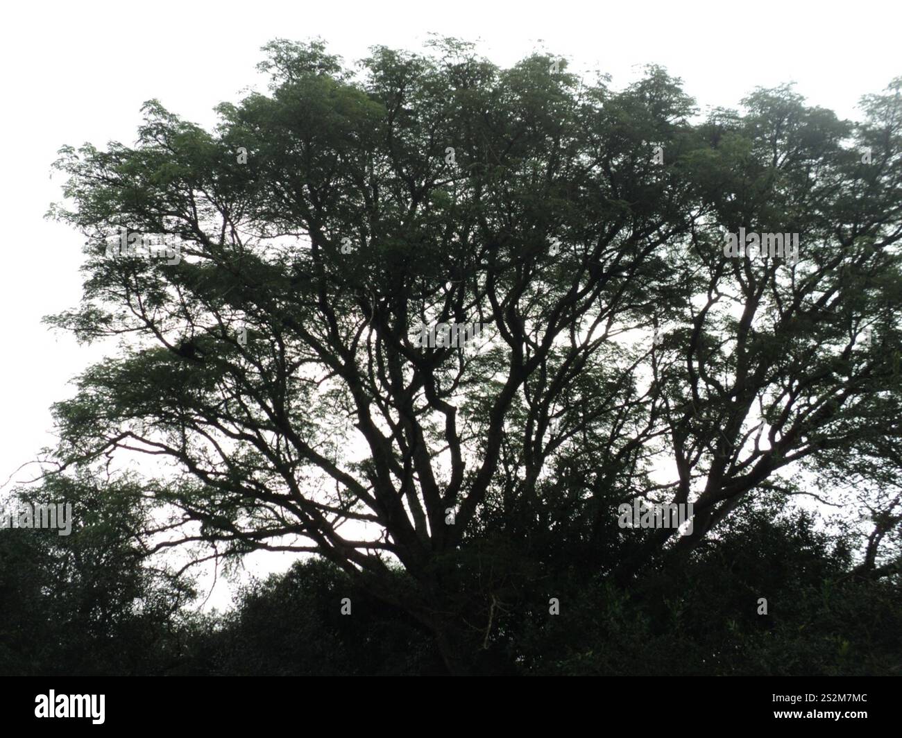 Pacara Earpod Tree (Enterolobium contortisiliquum Stock Photo - Alamy