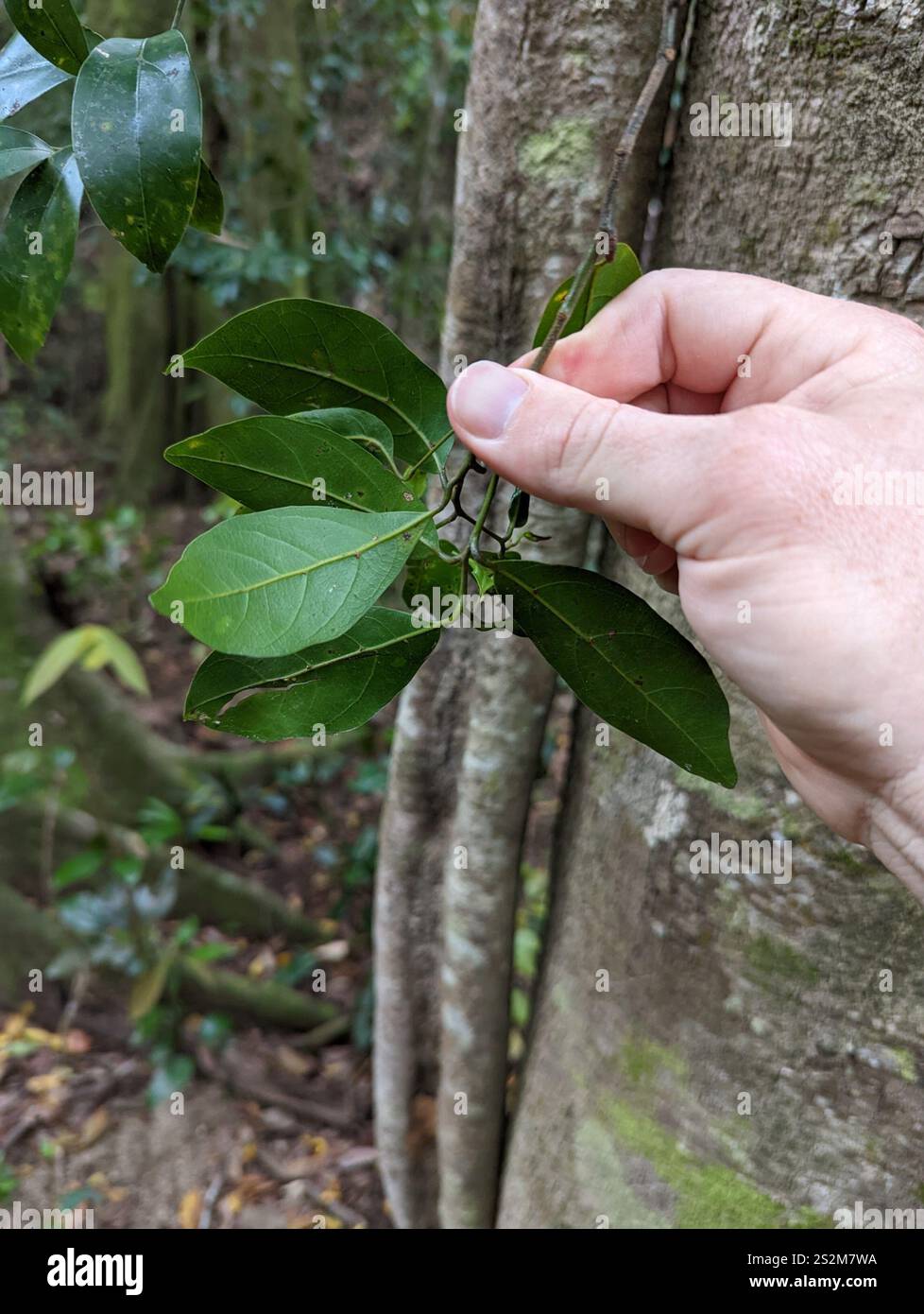 Domatia Tree (Endiandra discolor Stock Photo - Alamy