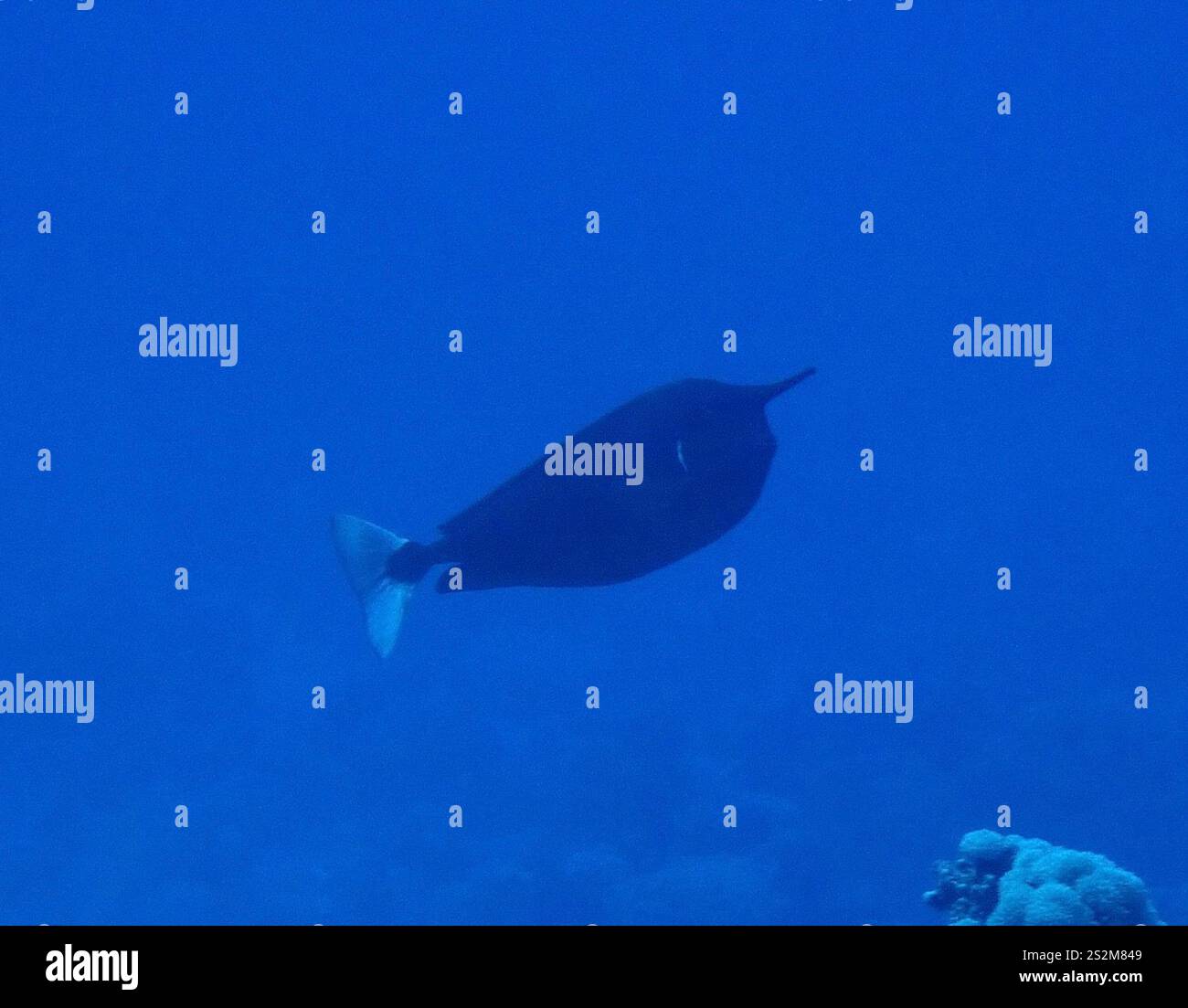 Paletail Unicornfish (Naso brevirostris Stock Photo - Alamy