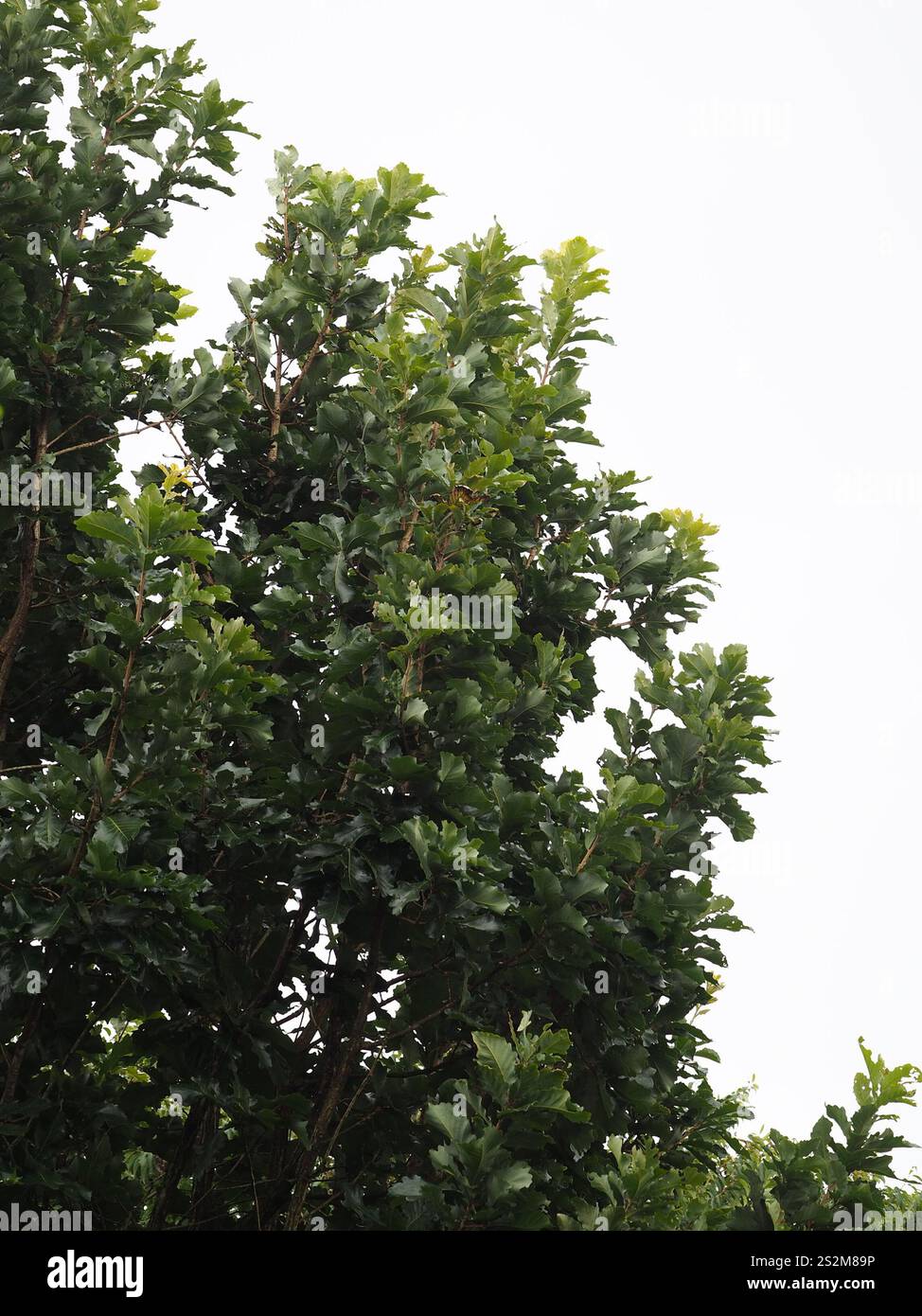 Oriental white oak (Quercus aliena Stock Photo - Alamy