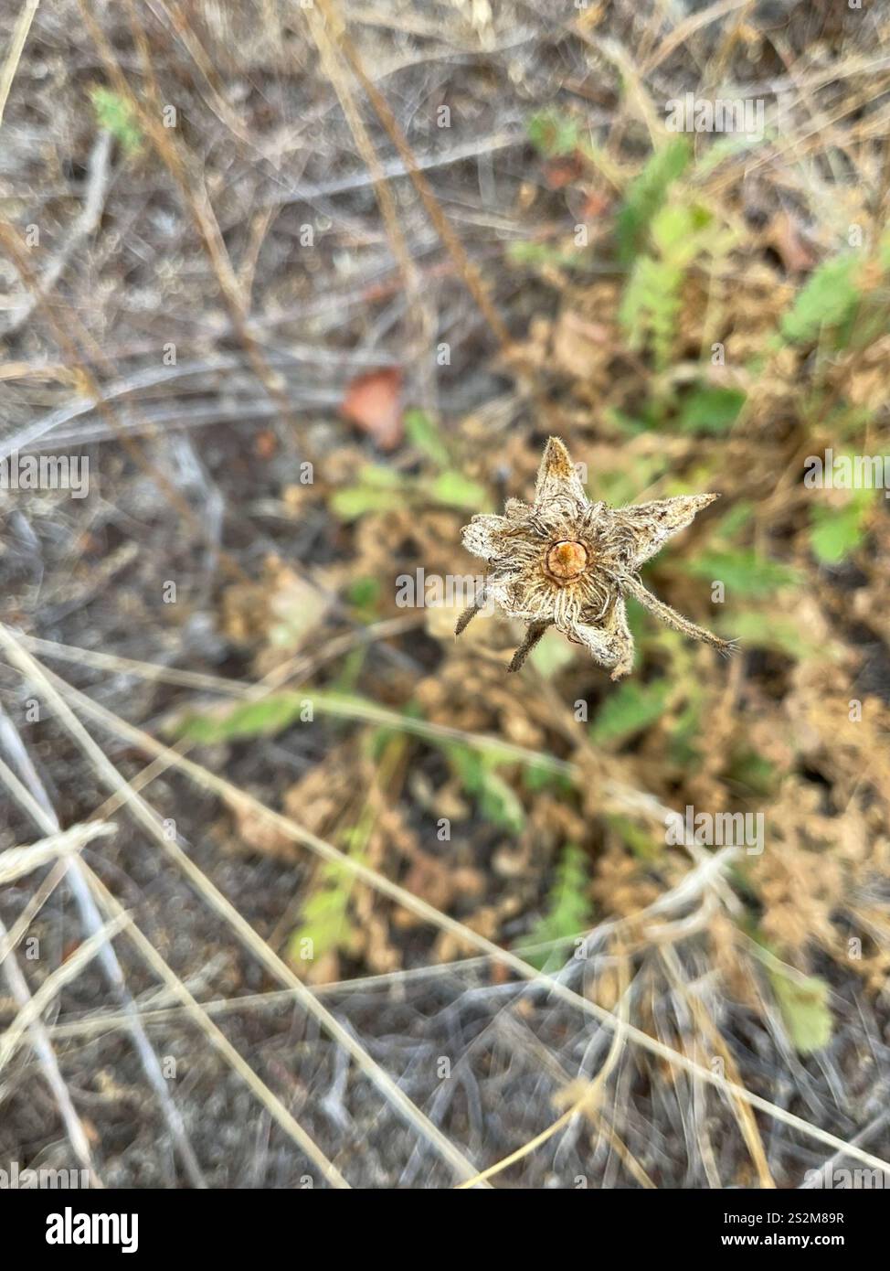 prairie smoke (Geum triflorum Stock Photo - Alamy