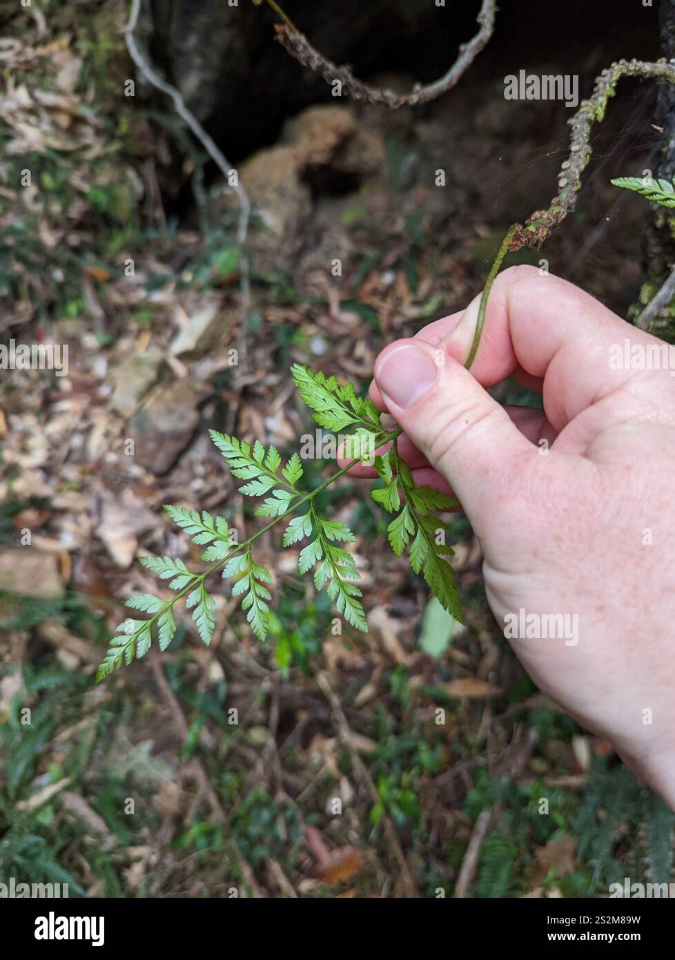 giant hare's foot fern (Davallia solida Stock Photo - Alamy