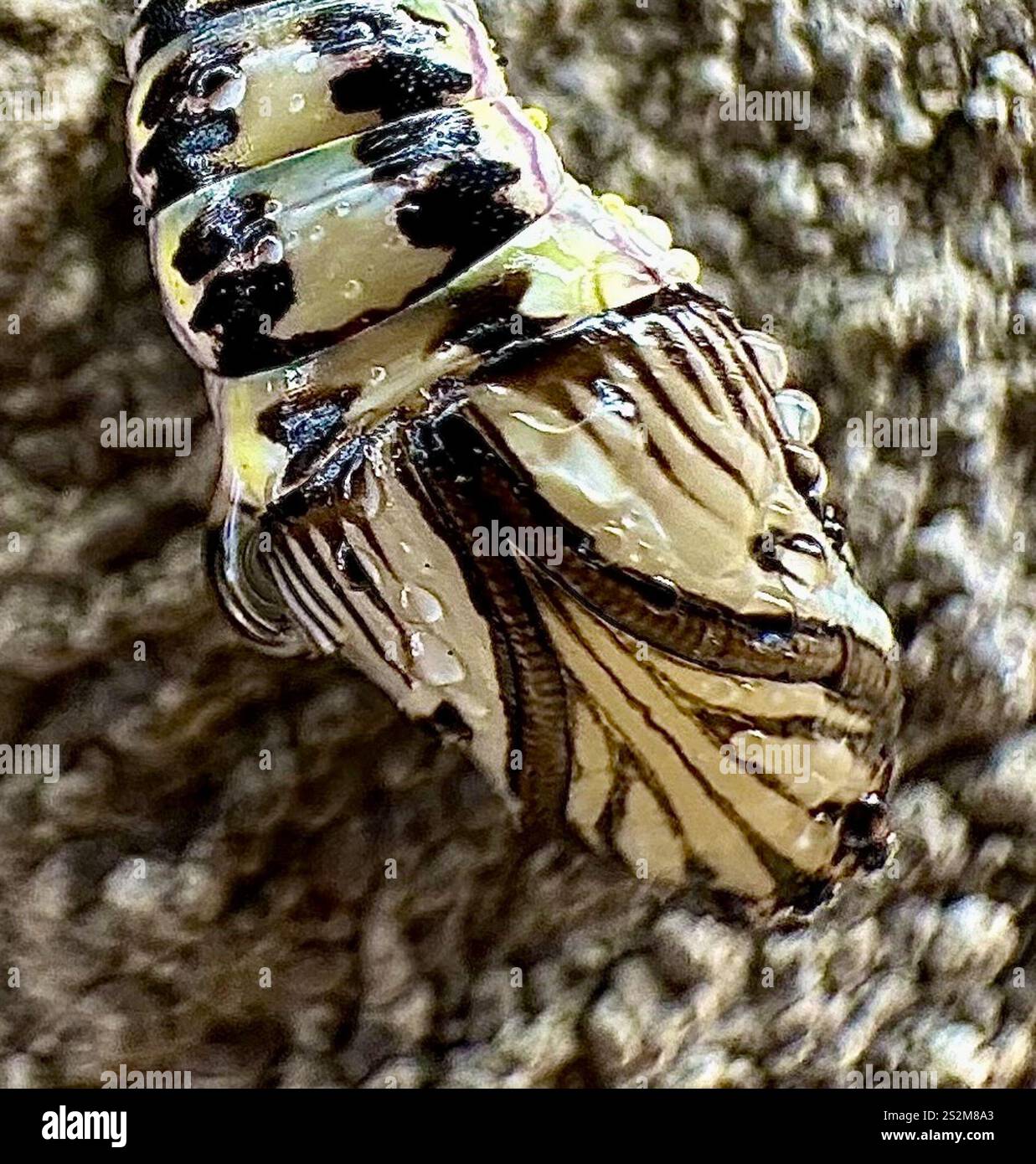 California Oak Moth (Phryganidia californica Stock Photo - Alamy