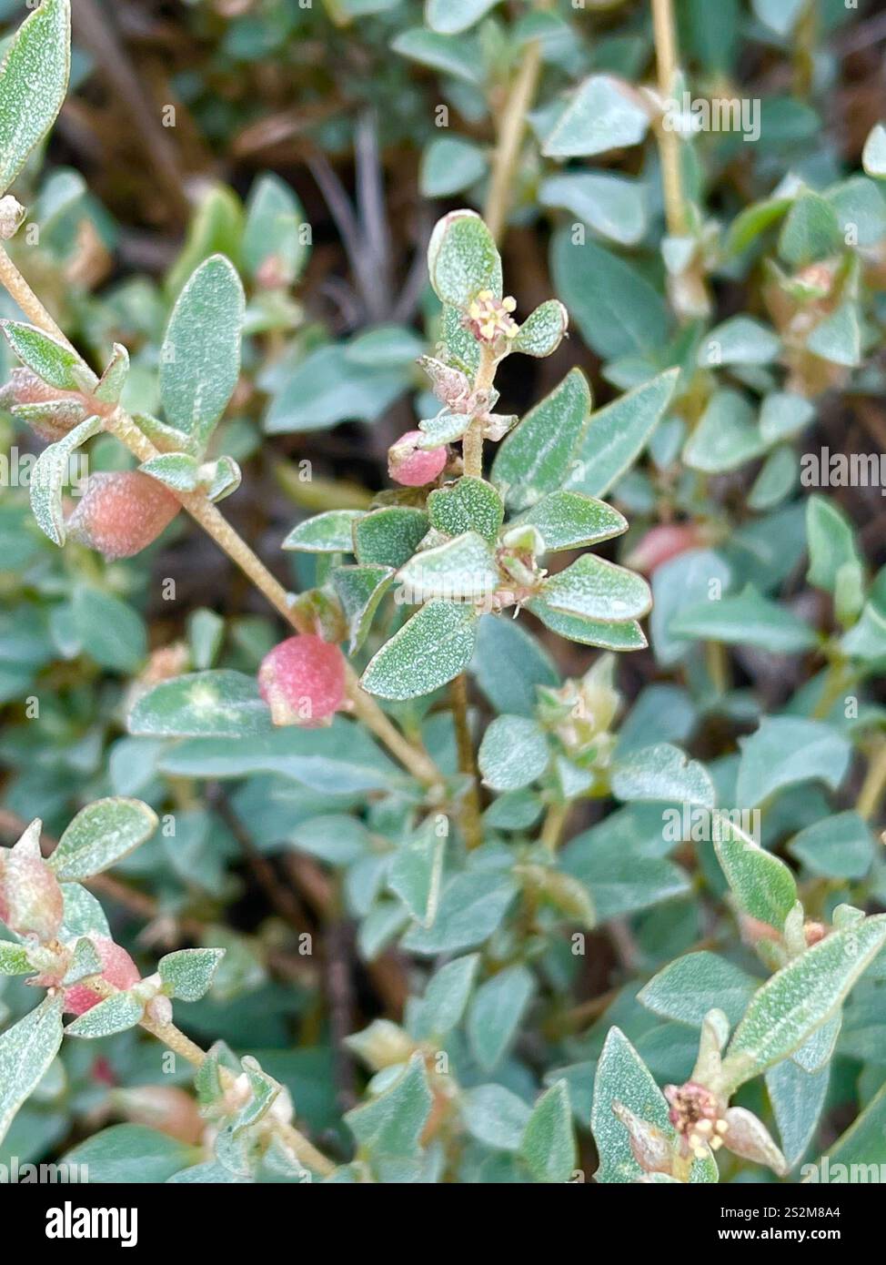 berry saltbush (Atriplex semibaccata Stock Photo - Alamy