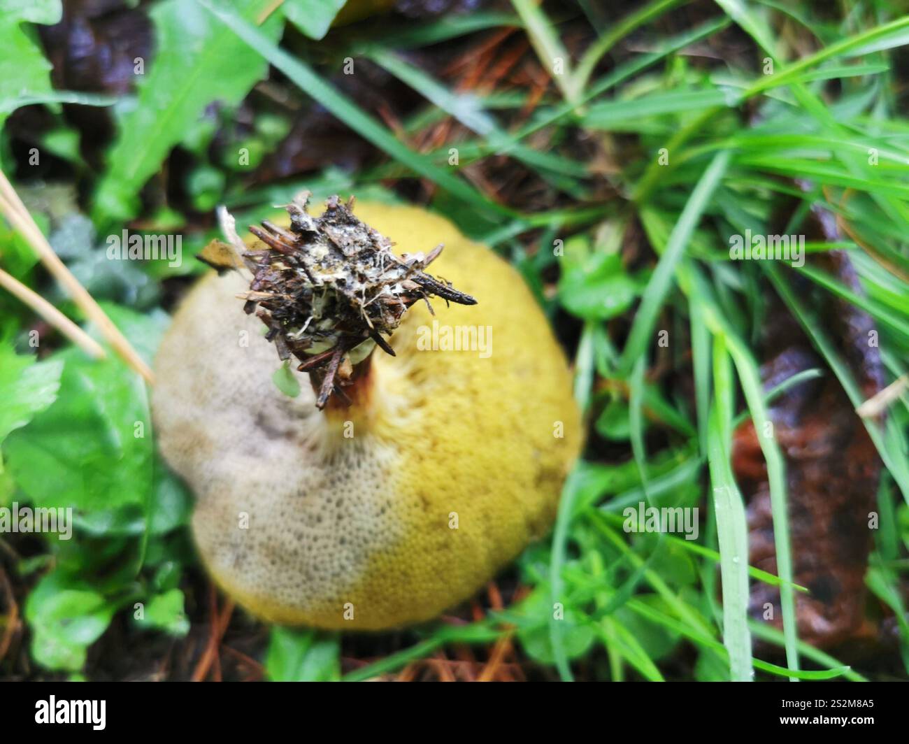 Red-cracking Bolete (Xerocomellus chrysenteron Stock Photo - Alamy
