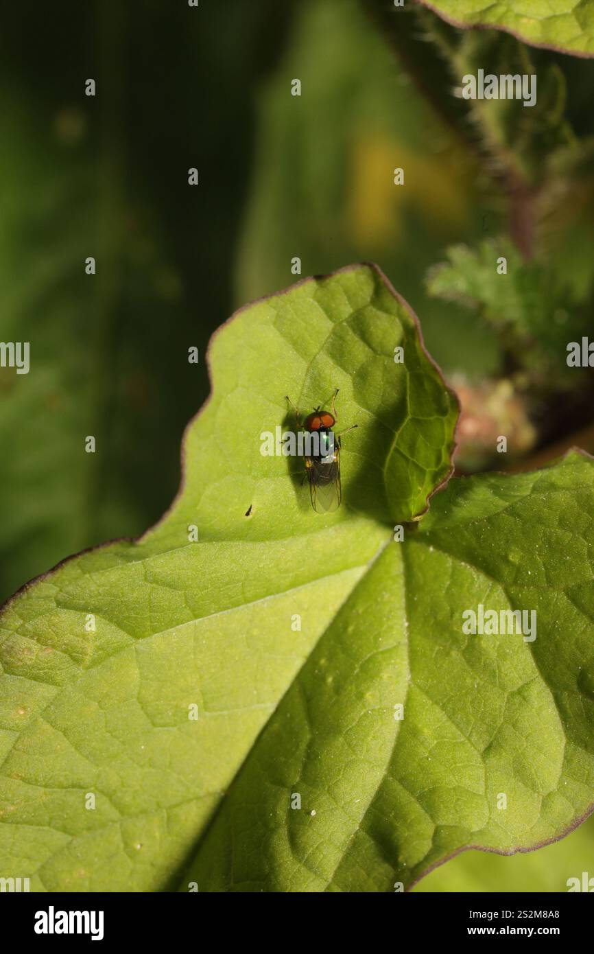 Black-horned Gem Fly (Microchrysa polita Stock Photo - Alamy