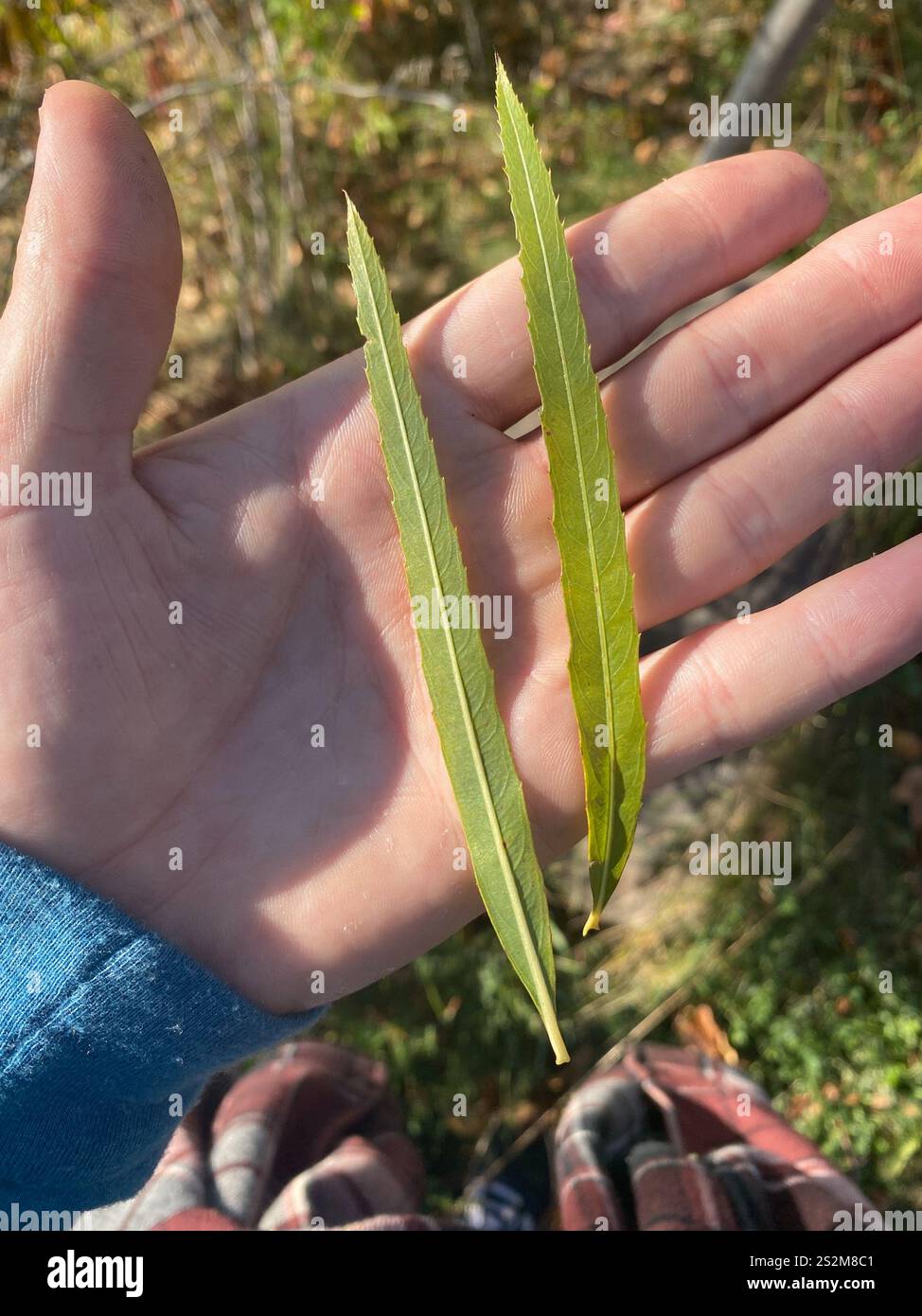 interior sandbar willow (Salix interior Stock Photo - Alamy