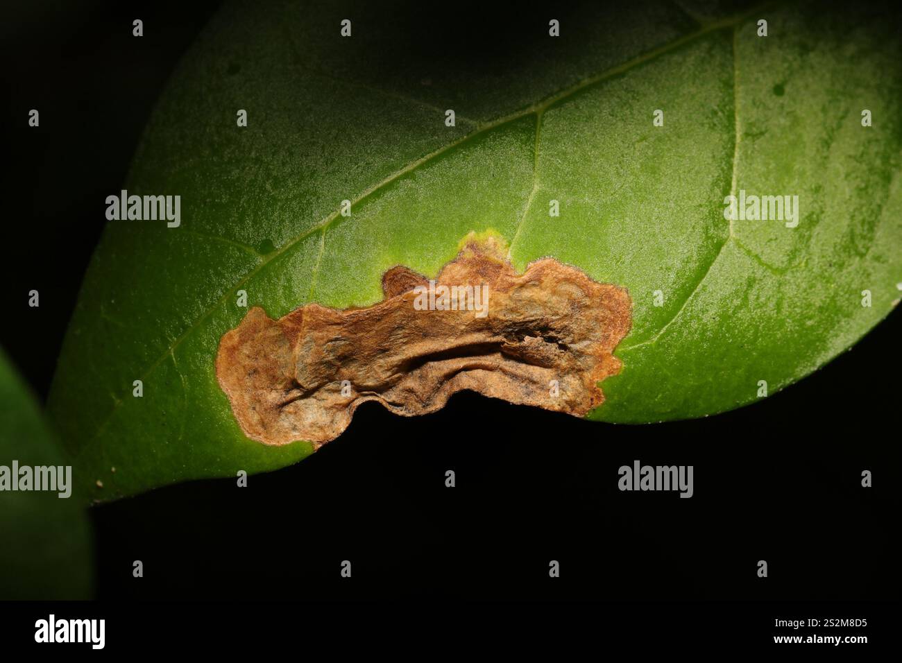 Lilac Leafminer Moth (Gracillaria syringella Stock Photo - Alamy