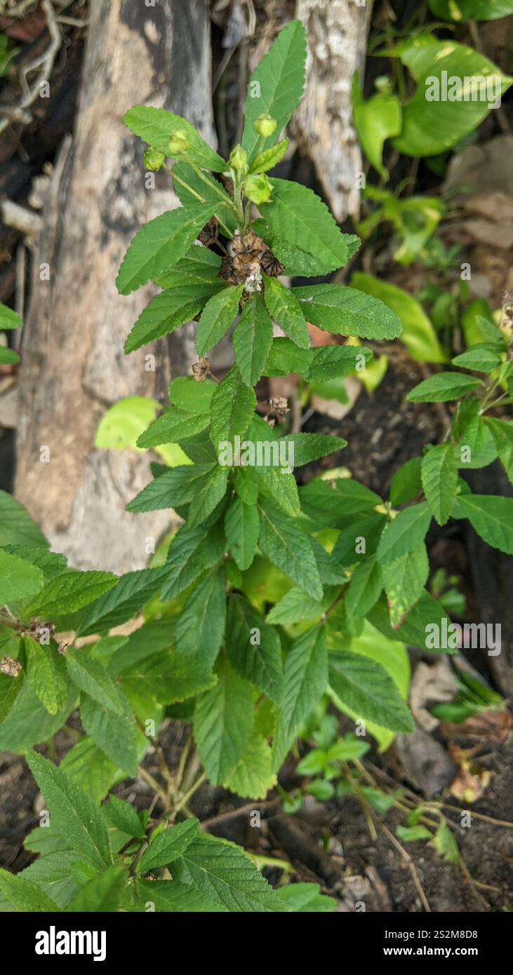Cuban jute (Sida rhombifolia Stock Photo - Alamy