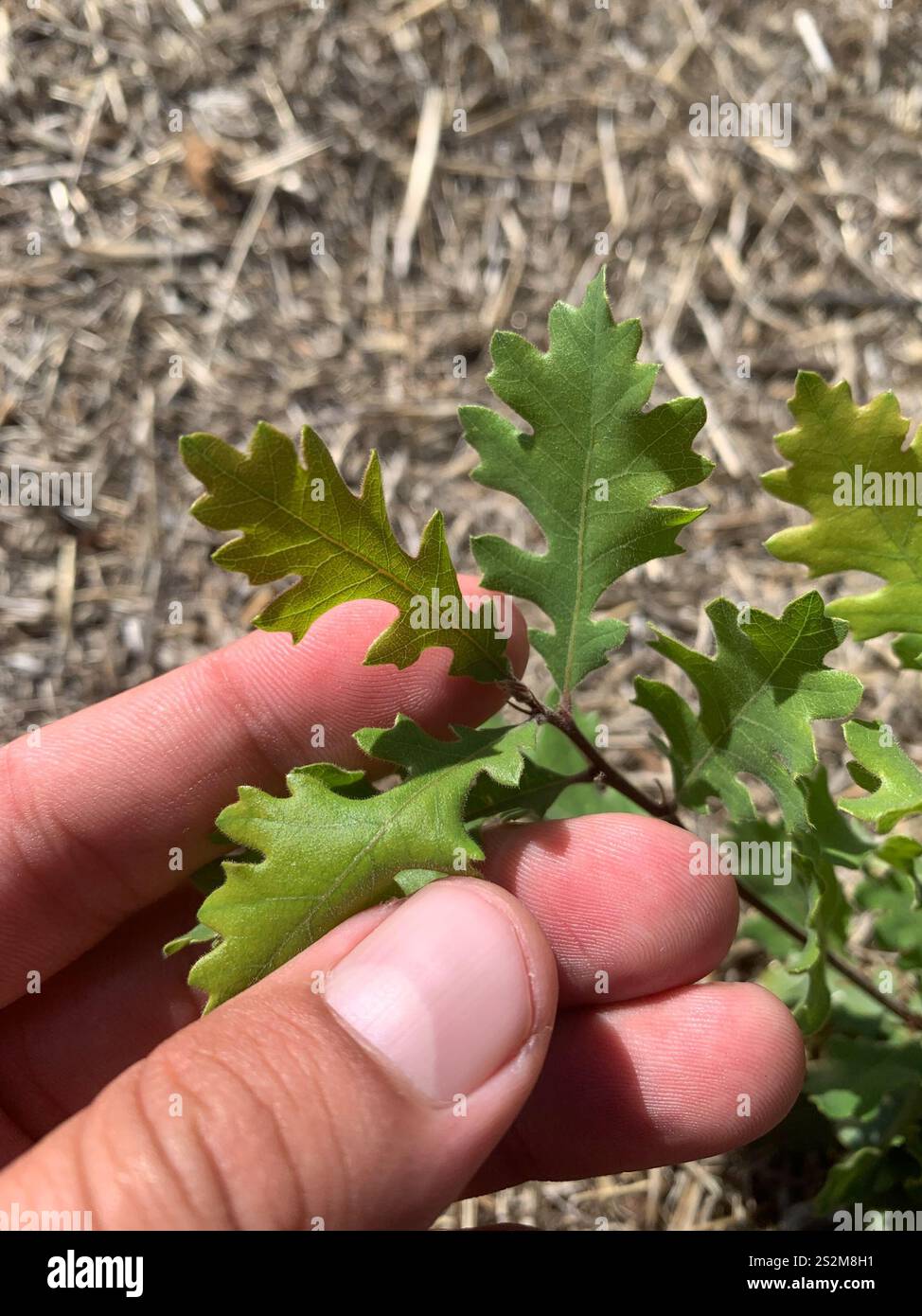 valley oak (Quercus lobata Stock Photo - Alamy