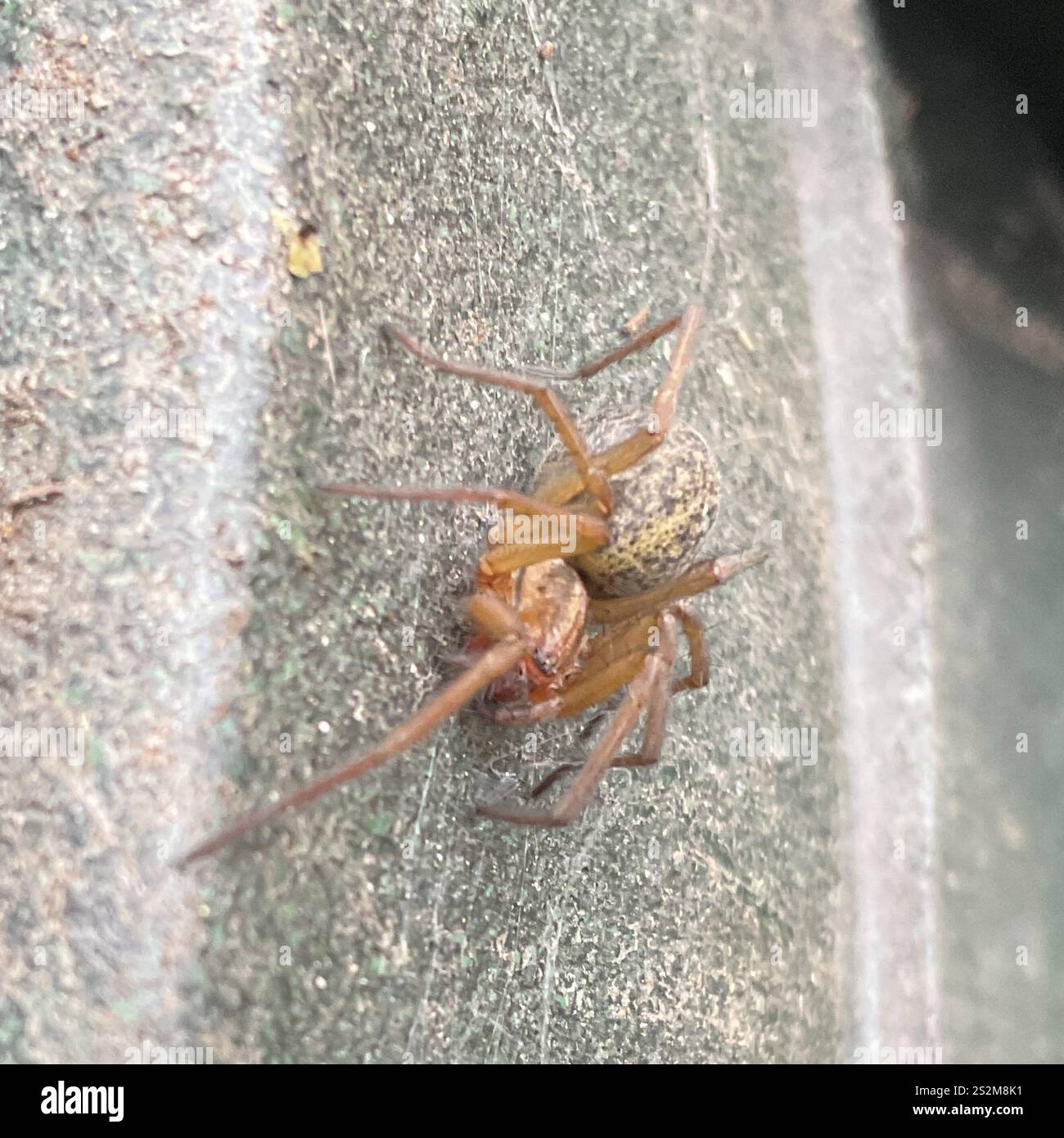 Hobo Spider (Eratigena agrestis Stock Photo - Alamy