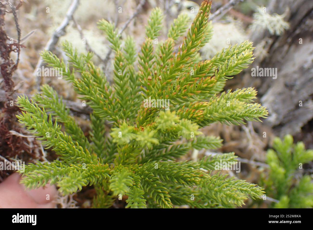 prickly tree-clubmoss (Dendrolycopodium dendroideum Stock Photo - Alamy