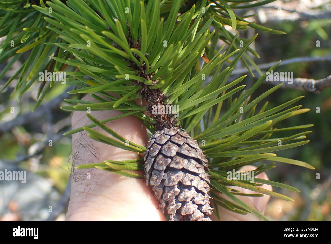 Shore Pine (Pinus contorta contorta Stock Photo - Alamy