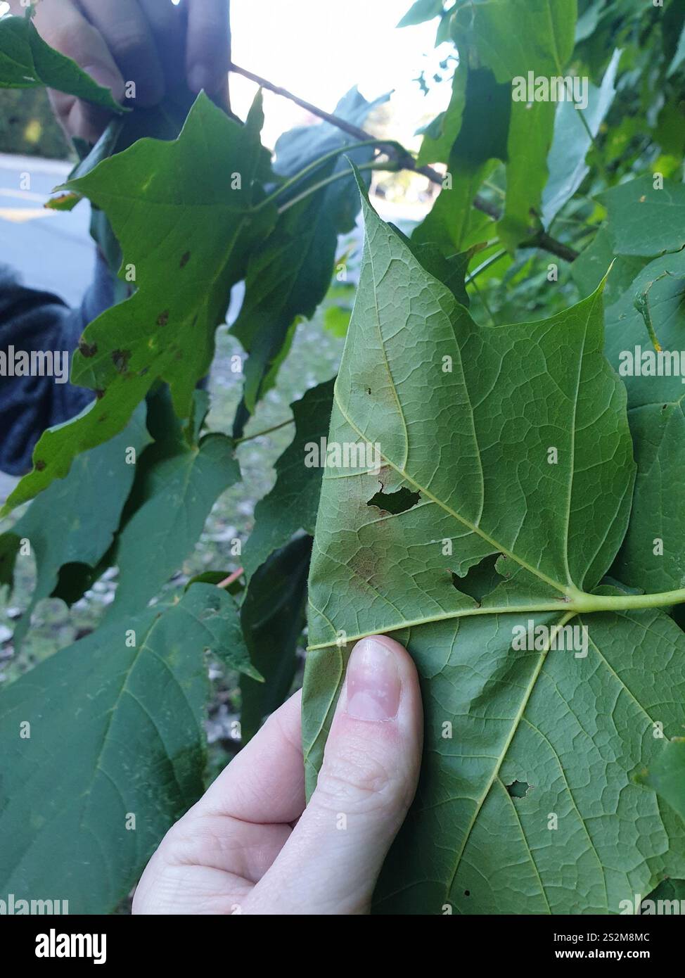 black maple (Acer nigrum Stock Photo - Alamy