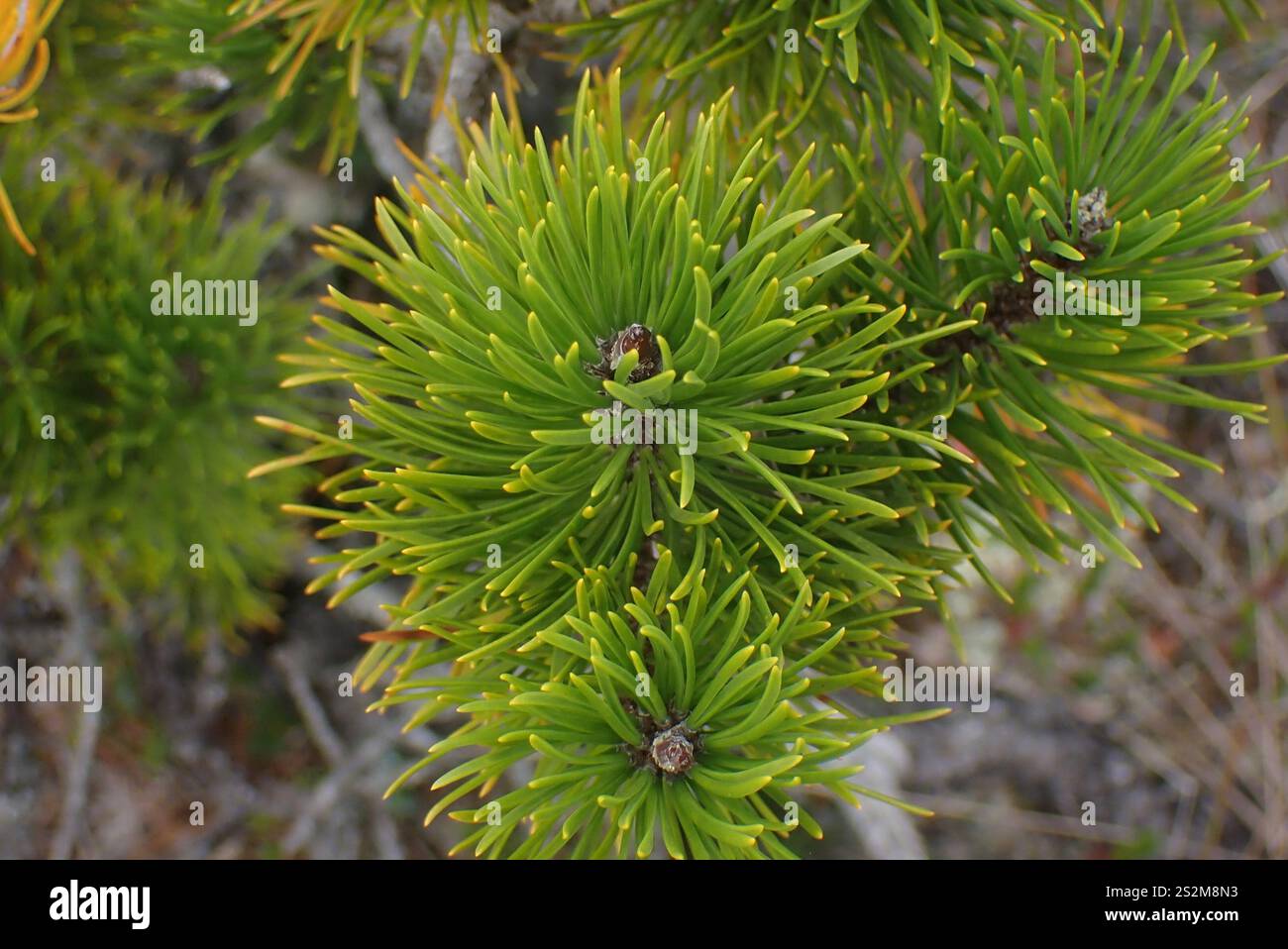 Shore Pine (Pinus contorta contorta Stock Photo - Alamy