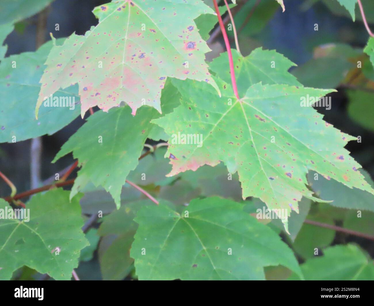 red maple (Acer rubrum Stock Photo - Alamy