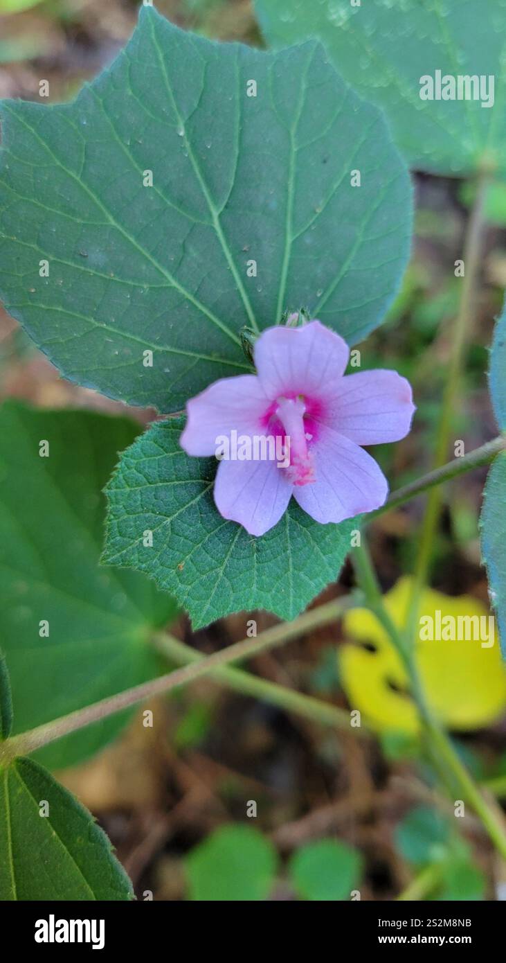 Caesar weed (Urena lobata Stock Photo - Alamy