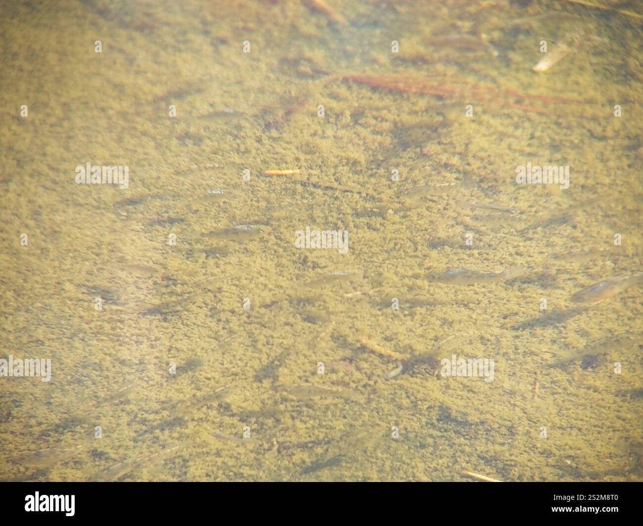 Sheepshead Minnow (Cyprinodon variegatus Stock Photo - Alamy