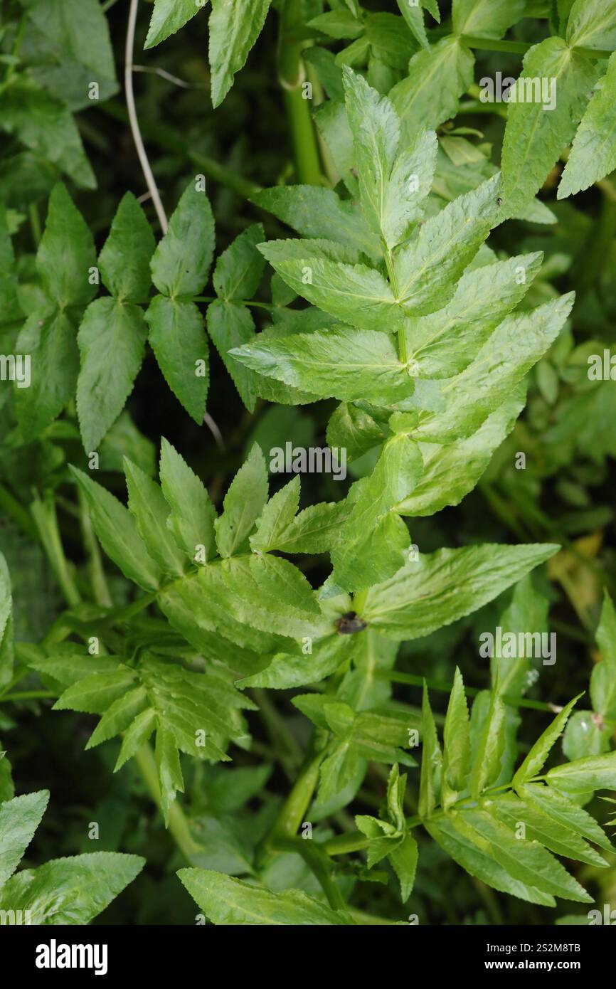 Fool's Watercress (Helosciadium nodiflorum Stock Photo - Alamy