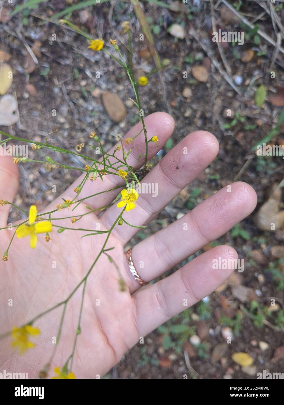 Texas Snakeweed (Gutierrezia texana Stock Photo - Alamy