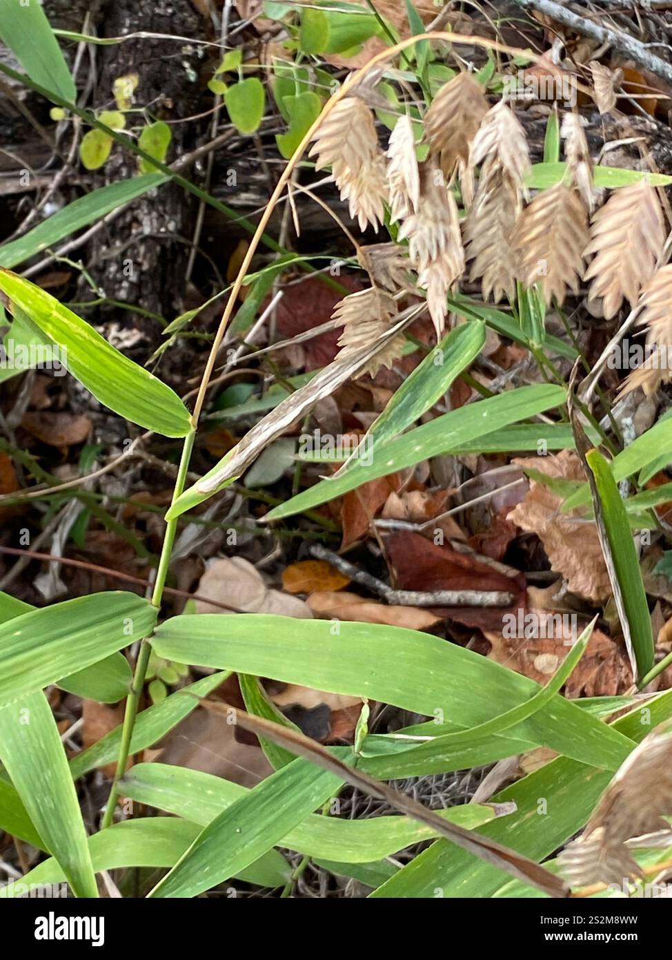 inland wood oats (Chasmanthium latifolium Stock Photo - Alamy