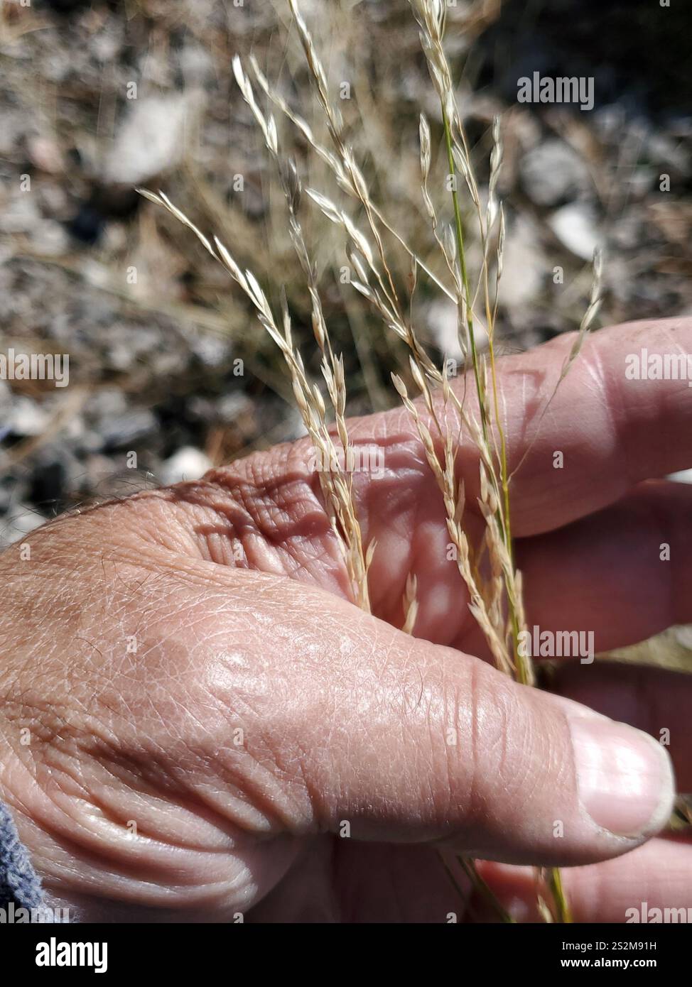 Sand Reedgrass (Sporobolus rigidus Stock Photo - Alamy