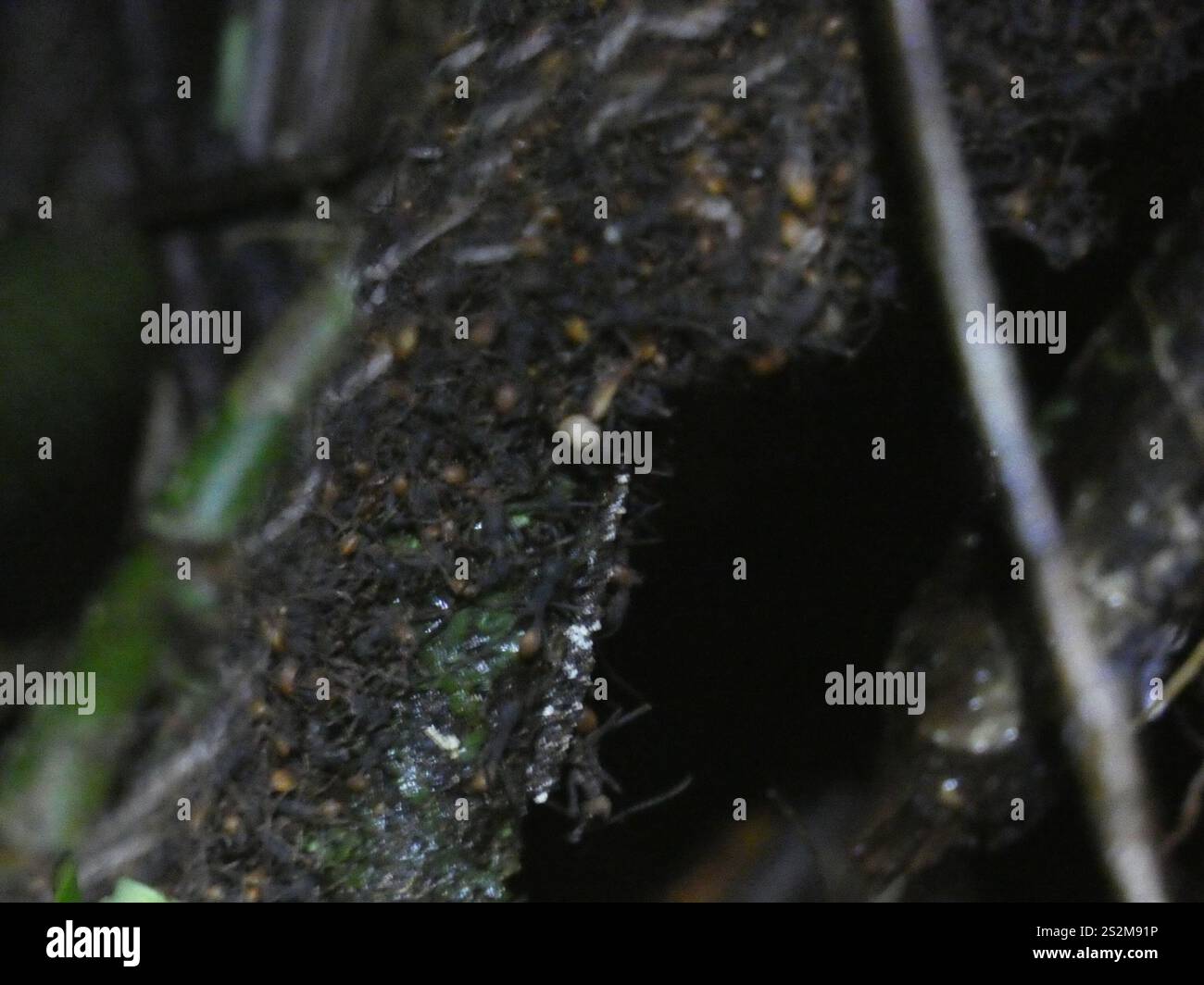 Eciton burchellii ant hi-res stock photography and images - Alamy