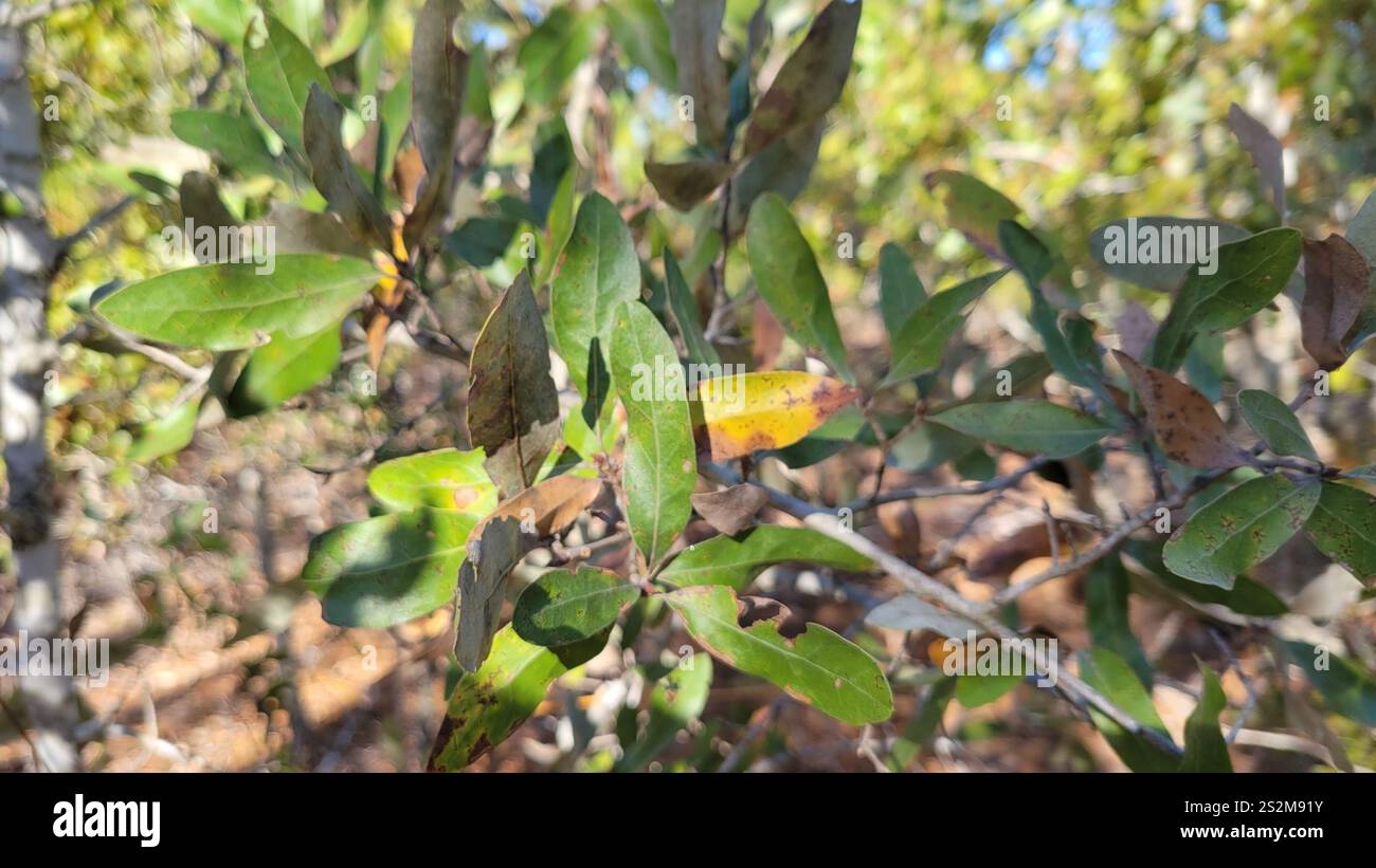 bluejack oak (Quercus incana Stock Photo - Alamy