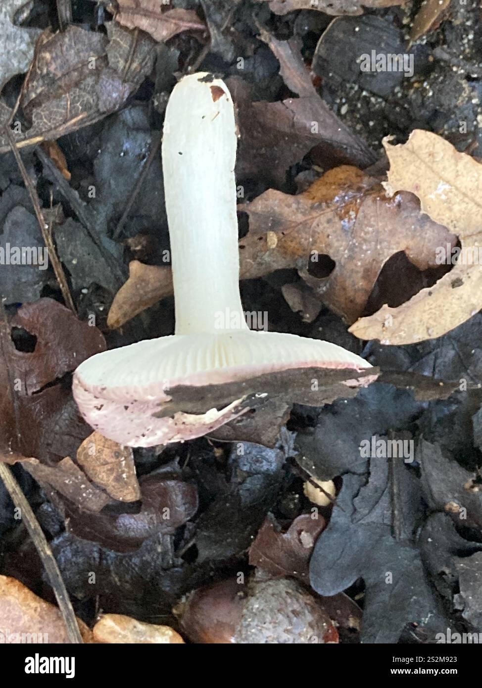 Fragile Brittlegill (Russula fragilis Stock Photo - Alamy