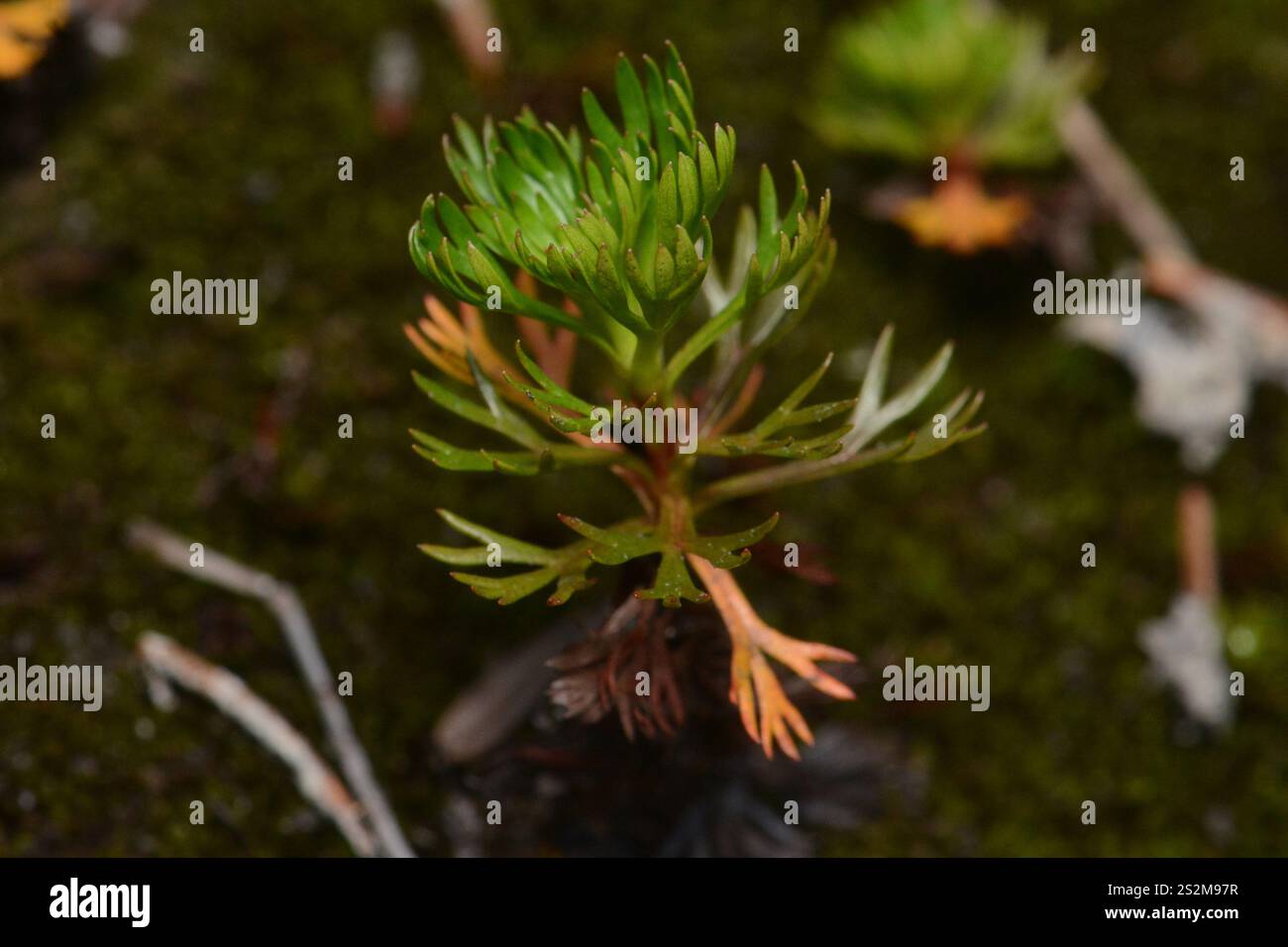 Partridgefoot (Luetkea pectinata Stock Photo - Alamy