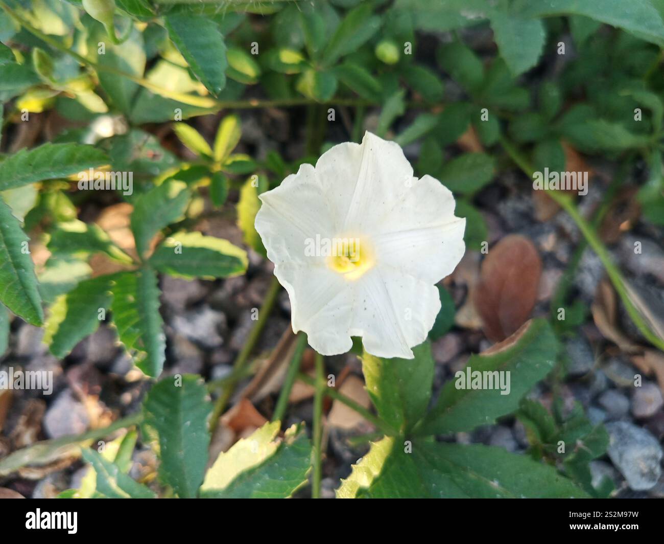 Rock Rosemary (Distimake quinquefolius Stock Photo - Alamy