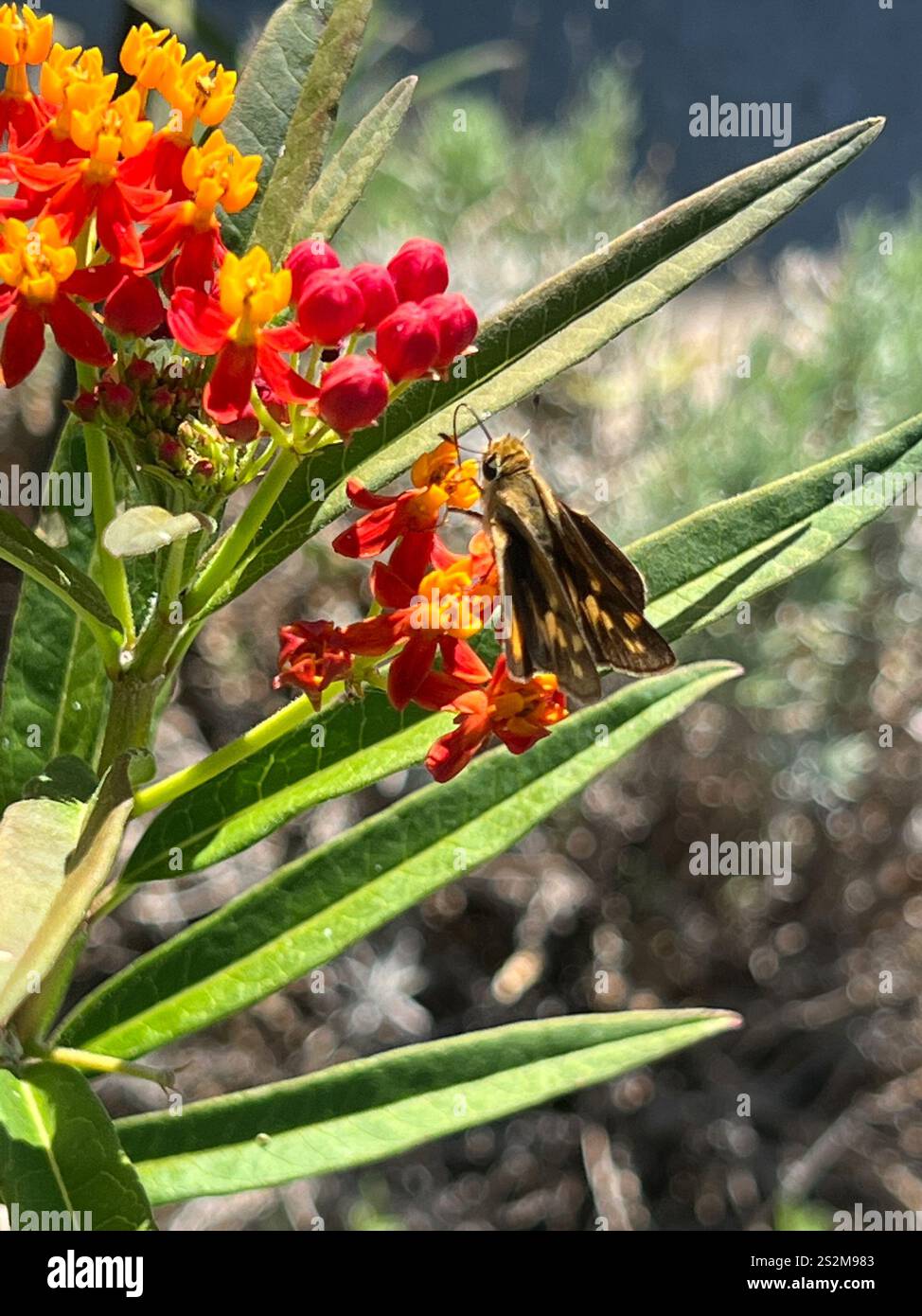 Fiery Skipper (Hylephila phyleus Stock Photo - Alamy