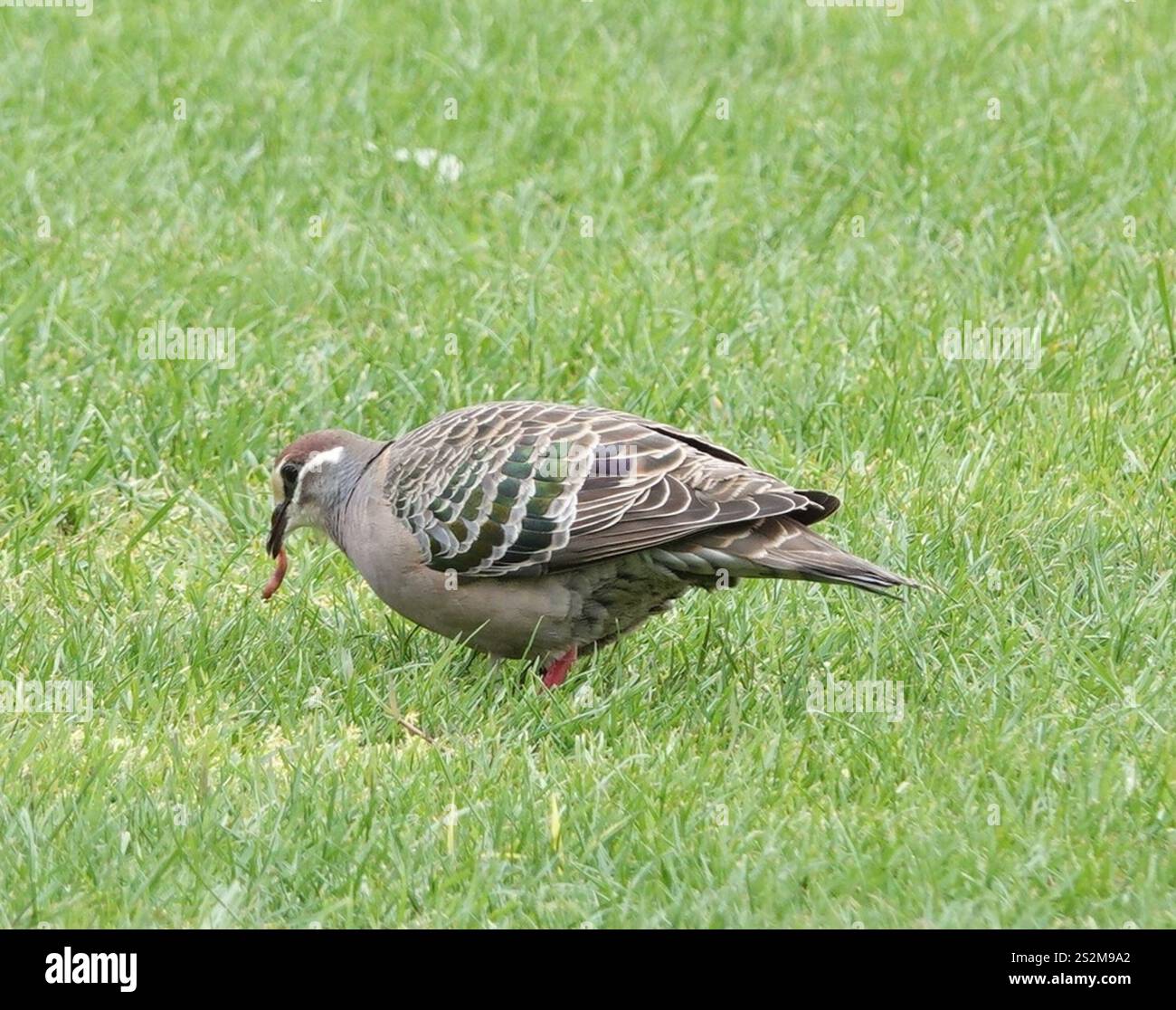 Common Bronzewing (Phaps chalcoptera Stock Photo - Alamy