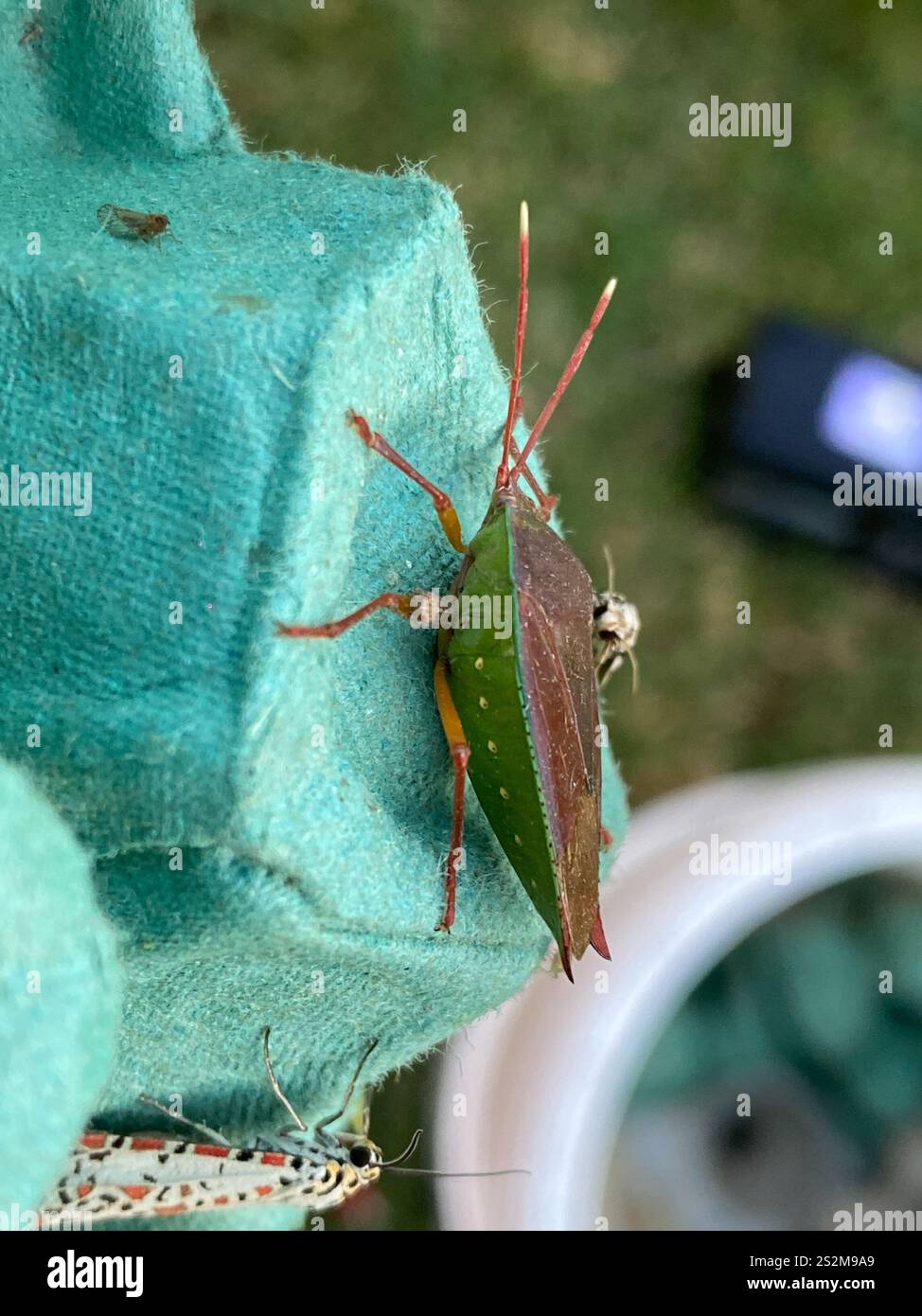 Lychee Stink Bug (Lyramorpha rosea Stock Photo - Alamy