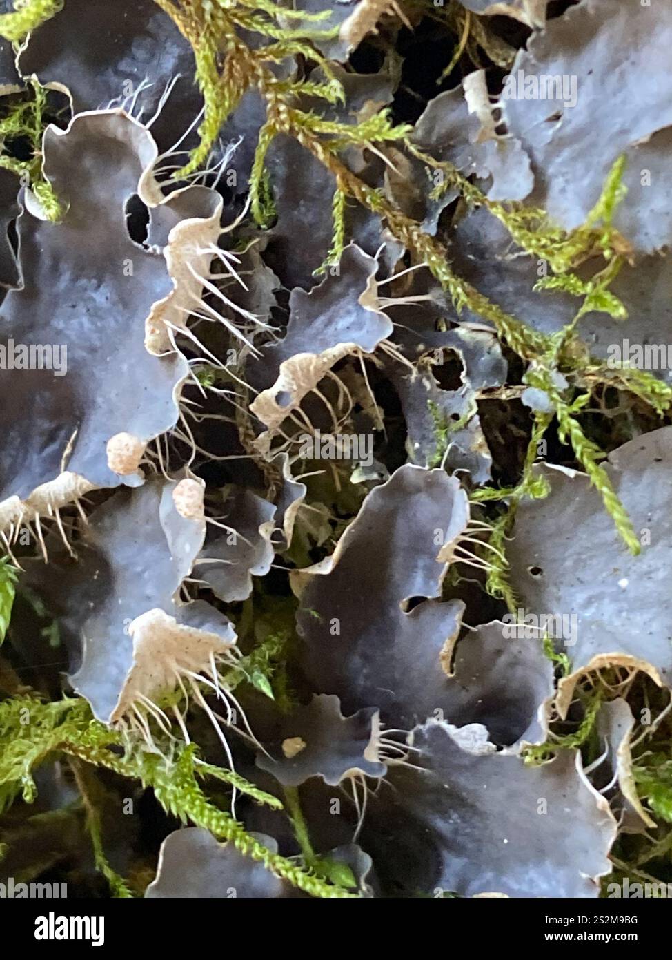 scaly pelt lichen (Peltigera praetextata Stock Photo - Alamy