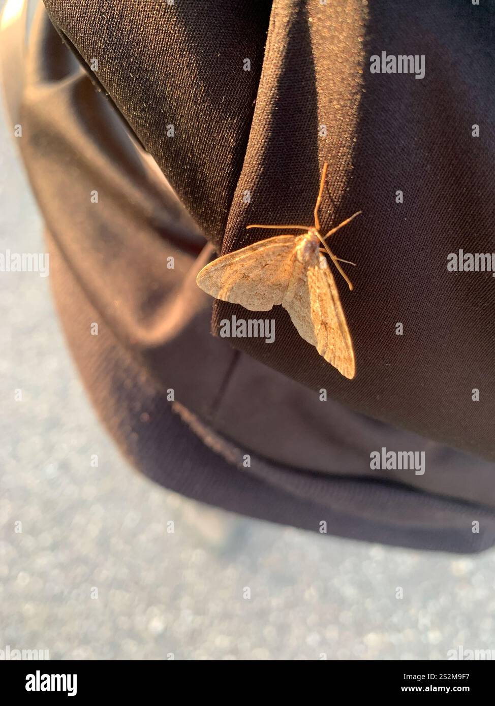Geometer Moths (Geometridae Stock Photo - Alamy