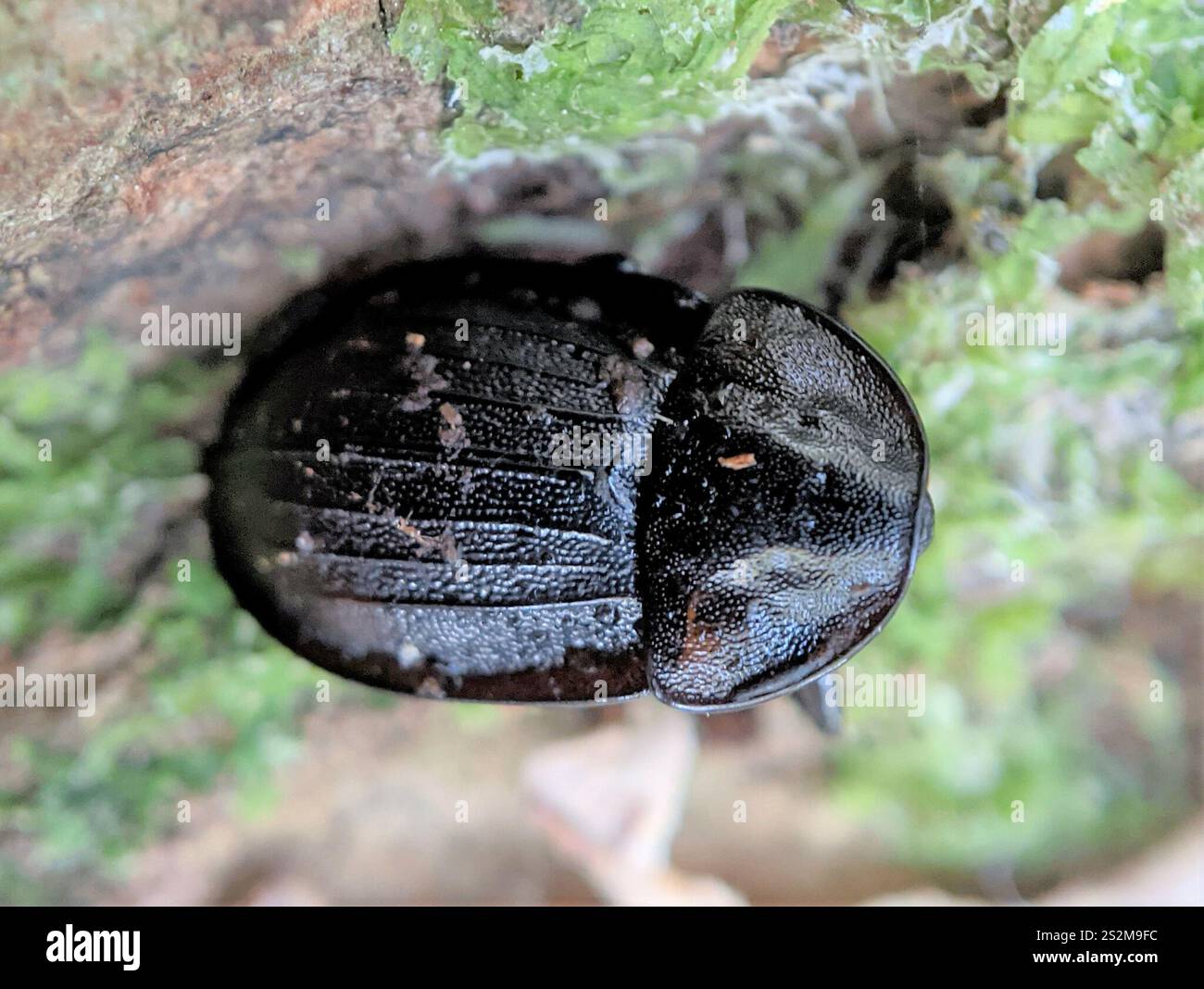 Black snail beetle (Phosphuga atrata Stock Photo - Alamy