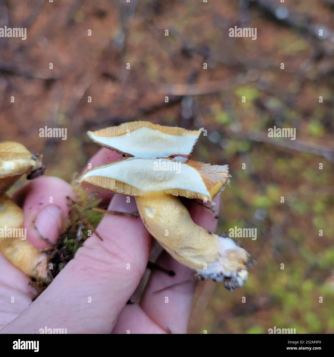 Blue-staining Slippery Jack (Suillus tomentosus Stock Photo - Alamy