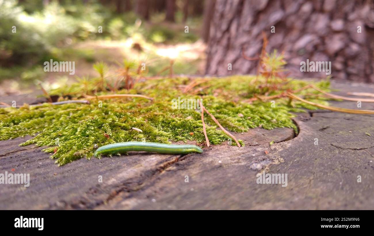 Geometer Moths (Geometridae Stock Photo - Alamy