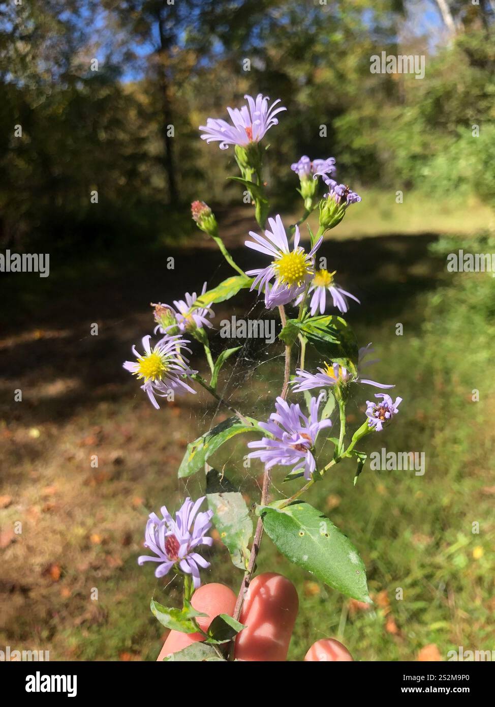 common swamp aster (Symphyotrichum puniceum puniceum Stock Photo - Alamy