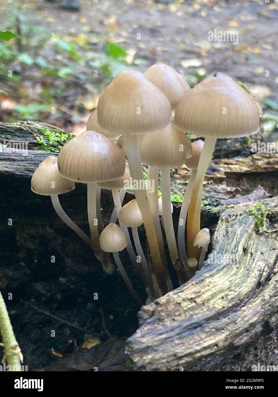 clustered bonnet (Mycena inclinata Stock Photo - Alamy