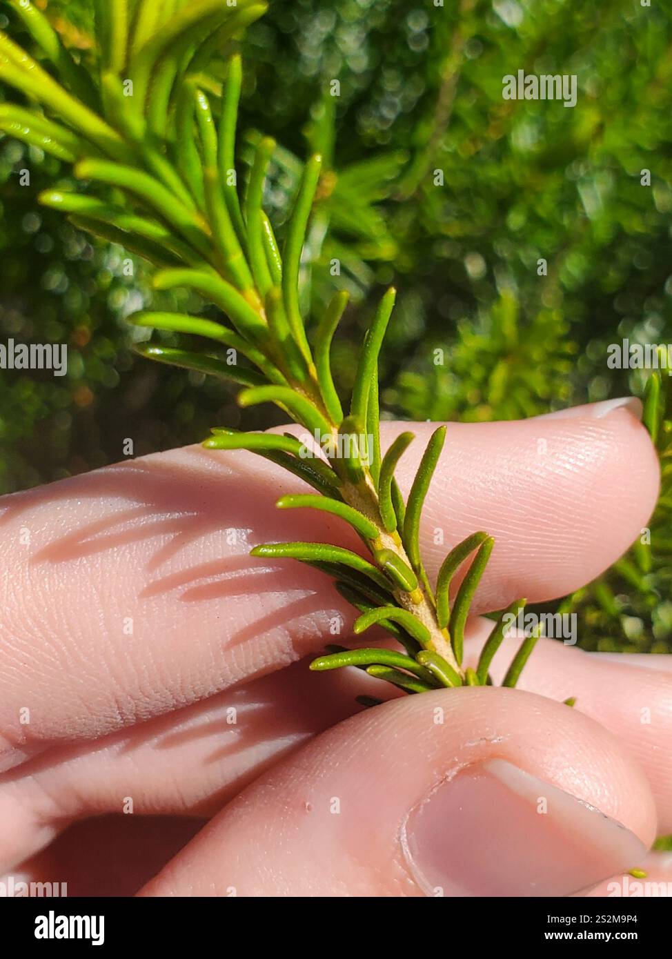 Florida rosemary (Ceratiola ericoides Stock Photo - Alamy