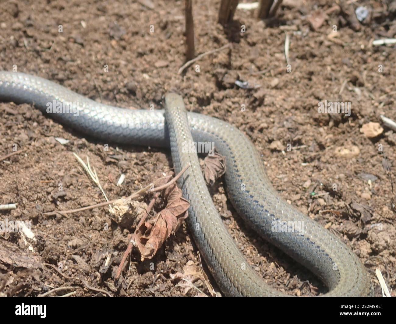 Southern Slugeater (Duberria lutrix lutrix Stock Photo - Alamy