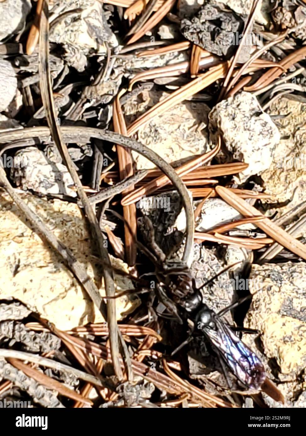 Spider Wasps (Pompilidae Stock Photo - Alamy